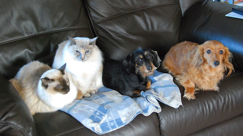 Cat sweetly comforts his upset blind dog friend to reassure him that he ...