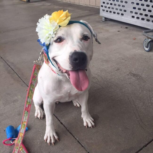 Pitbull goes from “bait dog” to Disney princess