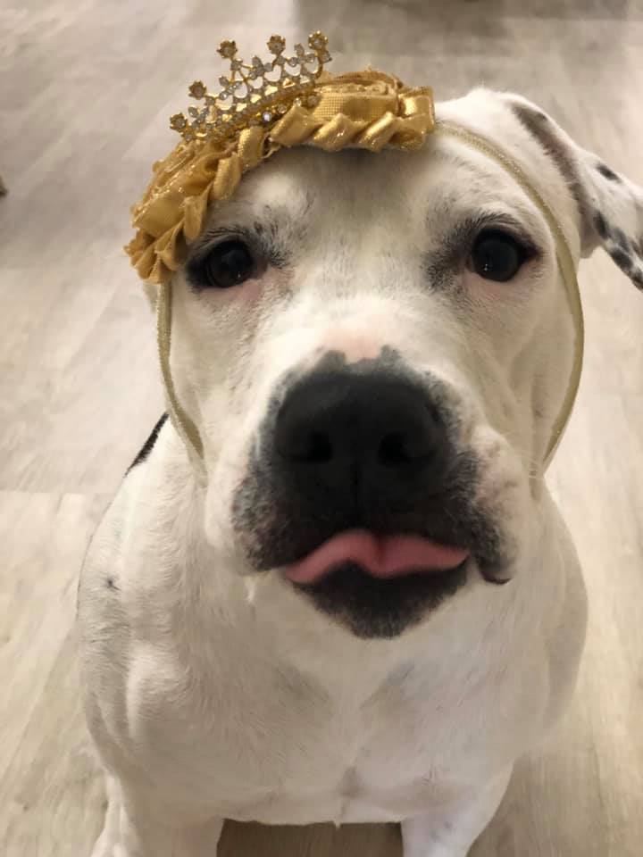 Pitbull goes from “bait dog” to Disney princess