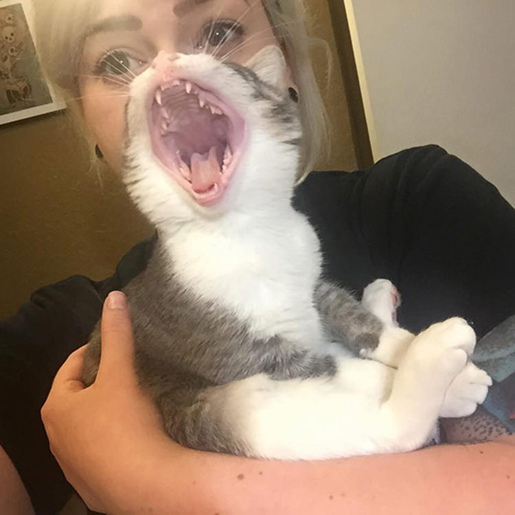 50 Cats Caught On Camera Being Absolutely Hilarious