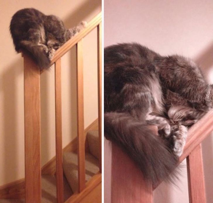 50 Cats Caught On Camera Being Absolutely Hilarious