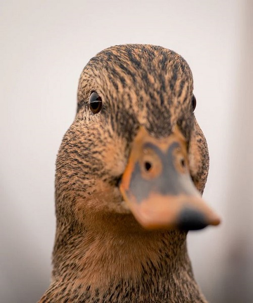 Cop spots distressed duck in middle of road, then realizes her ...