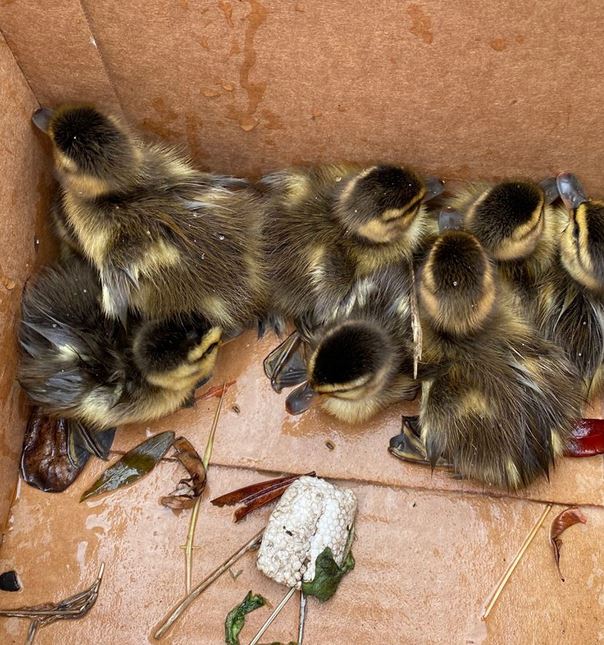 Cop spots distressed duck in middle of road, then realizes her ...