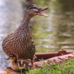 Cop spots distressed duck in middle of road, then realizes her ...