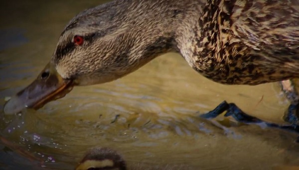 Cop spots distressed duck in middle of road, then realizes her ...