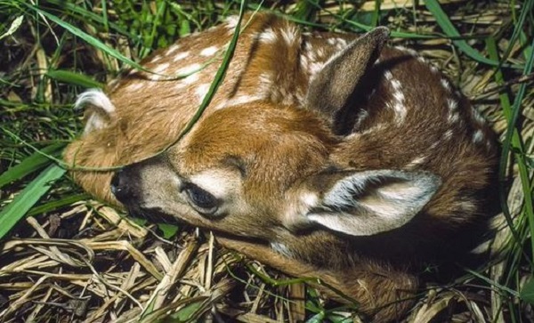Cemetery worker finds fawn curled up next to headstone & is deeply ...