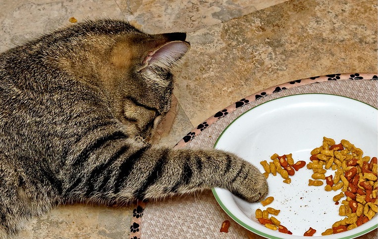 Cat turns & has priceless reaction when she reads sign owner wrote ...