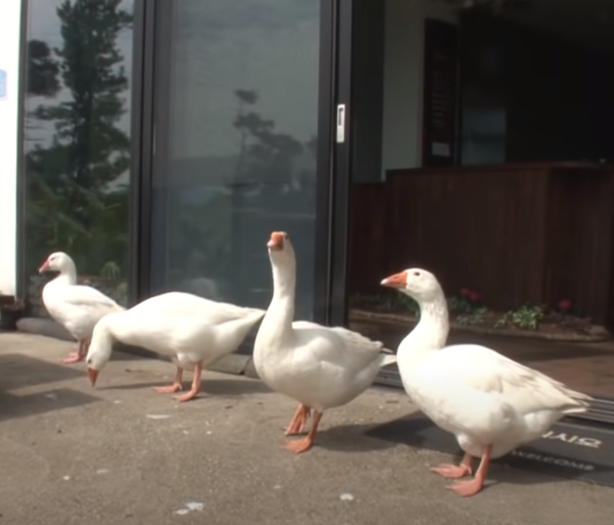 Four Geese Guard And Protect Grandma