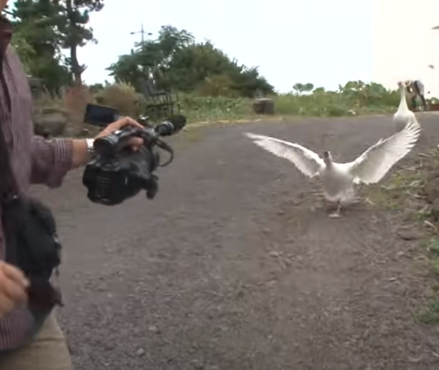 Four Geese Guard And Protect Grandma