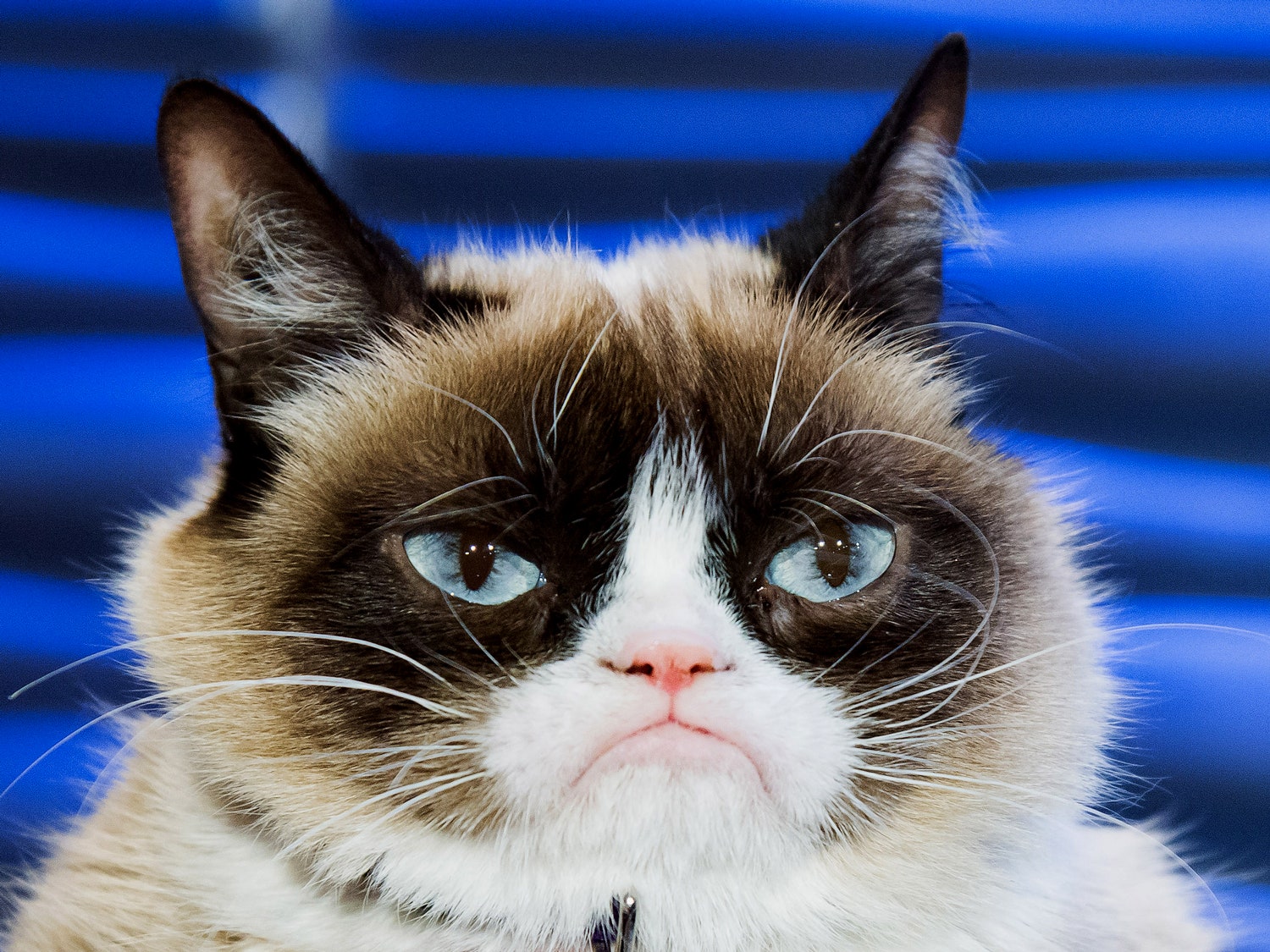 Meet Kitzia, the new Grumpy Cat who’s even angrier than her predecessor