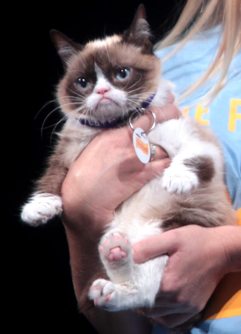 Meet Kitzia, the new Grumpy Cat who’s even angrier than her predecessor