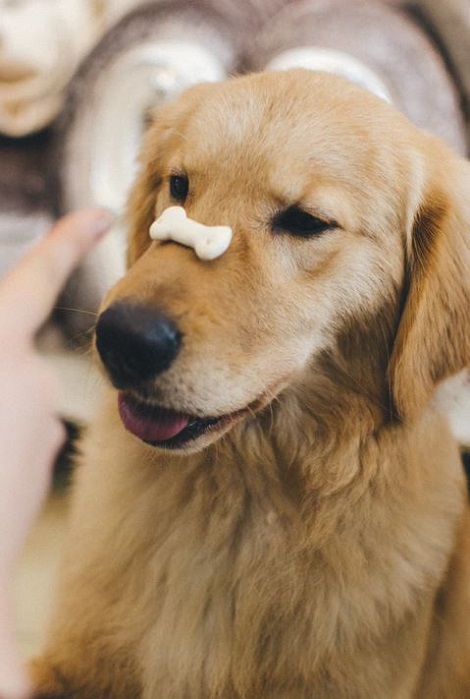Dog ‘newlyweds’ have a hilarious taste test