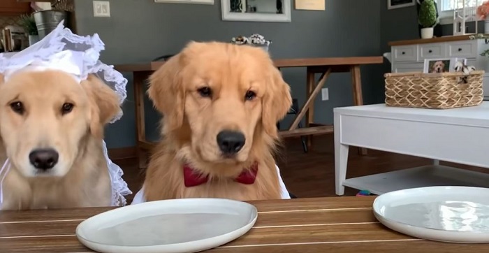 Dog ‘newlyweds’ have a hilarious taste test