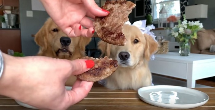 Dog ‘newlyweds’ have a hilarious taste test
