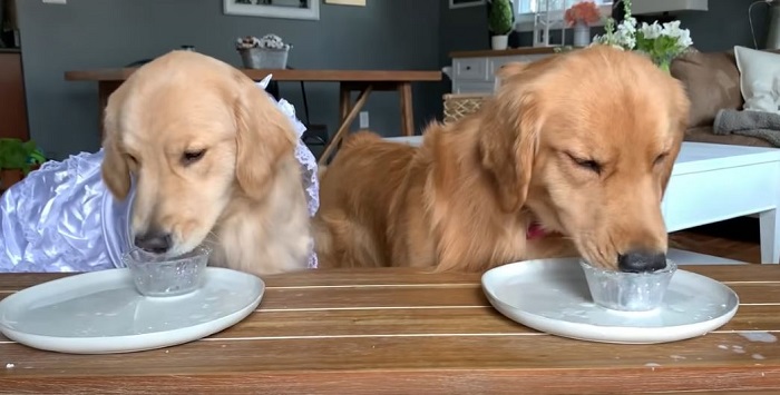 Dog ‘newlyweds’ have a hilarious taste test