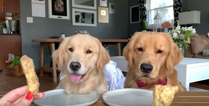 Dog ‘newlyweds’ have a hilarious taste test