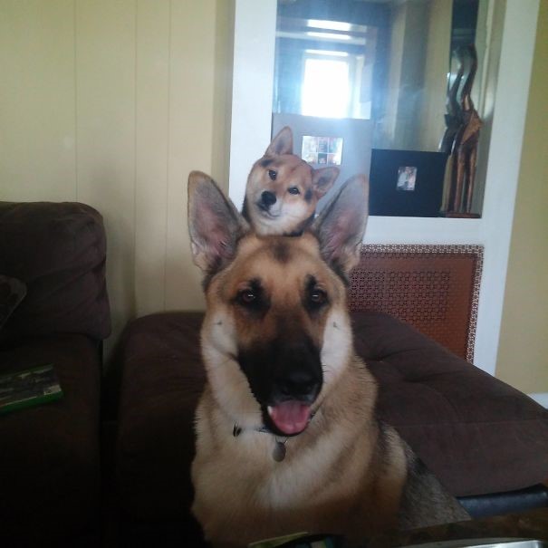66 funny dogs who photobombed at the perfect moment