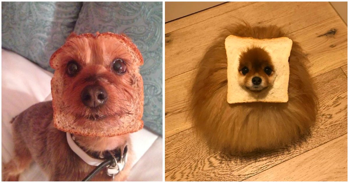 30 'inbread' animals we can't stop laughing at