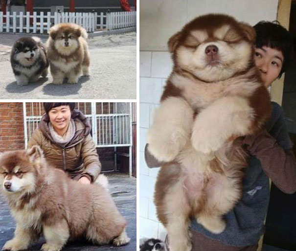 35 of the most adorable dog cross-breeds