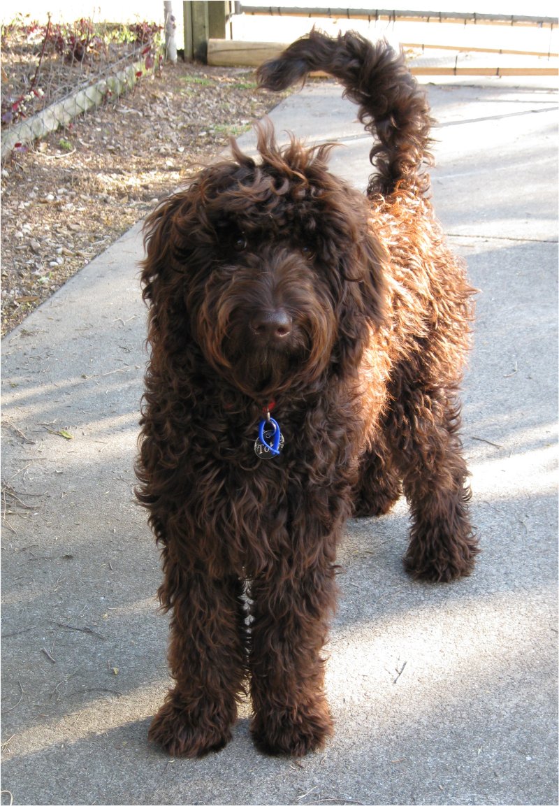 35 of the most adorable dog cross-breeds