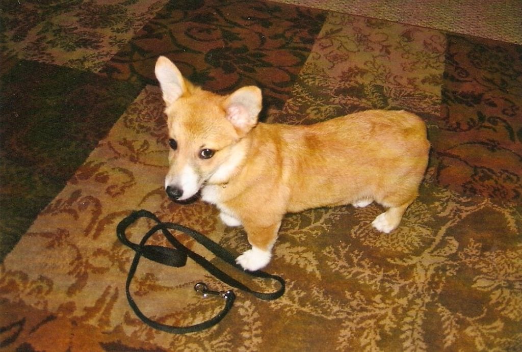 35 of the most adorable dog cross-breeds