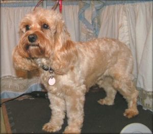 35 of the most adorable dog cross-breeds