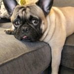 35 of the most adorable dog cross-breeds