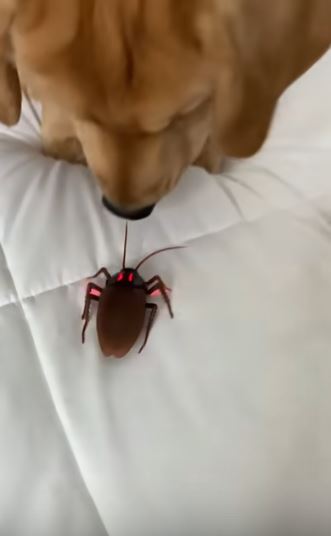 Dog has hilarious reaction to meeting big bug