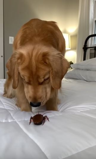 Dog has hilarious reaction to meeting big bug