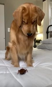 Dog has hilarious reaction to meeting big bug