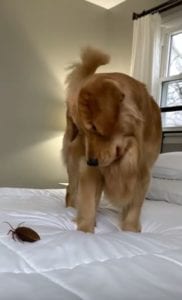 Dog has hilarious reaction to meeting big bug
