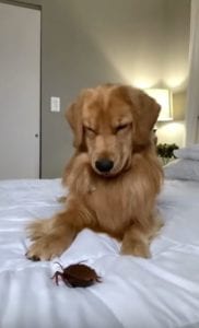Dog has hilarious reaction to meeting big bug
