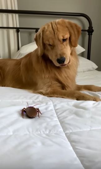 Dog has hilarious reaction to meeting big bug