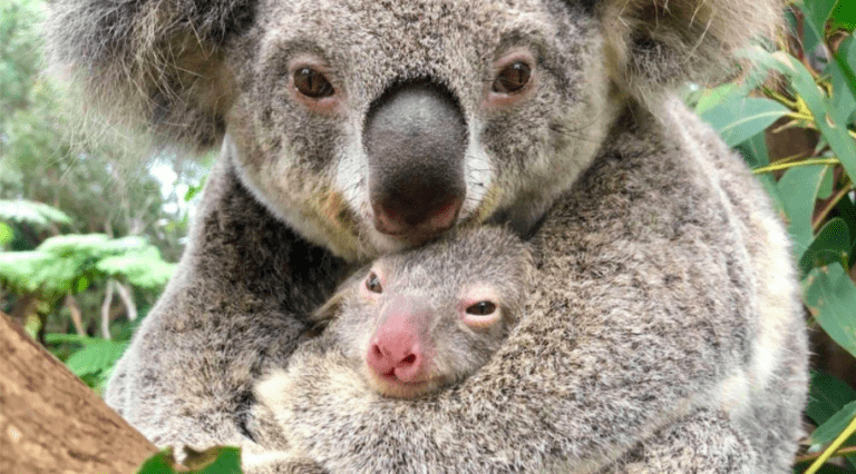 Australia cheers for first koala born since deadly wildfires