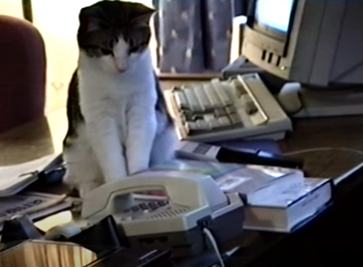 1994 Video shows how owner caught cat answering phone