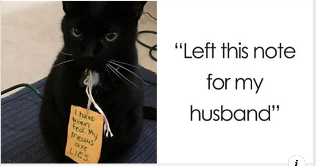 What it’s looks like if shaming pets can write