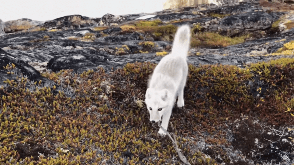 Photographer Documents His Incredible Encounter With Young Arctic Fox