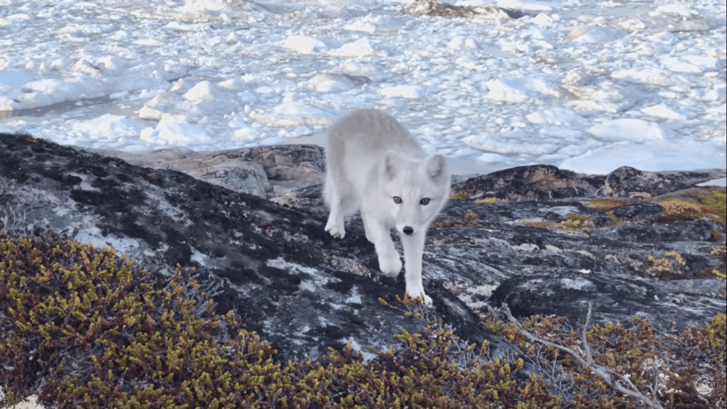 Photographer Documents His Incredible Encounter With Young Arctic Fox
