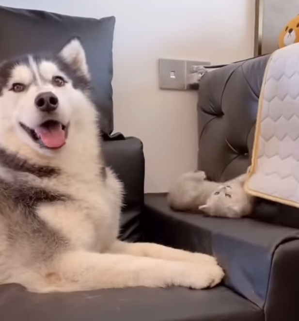 Husky Earns Best Friend Status With Tiny Kitten