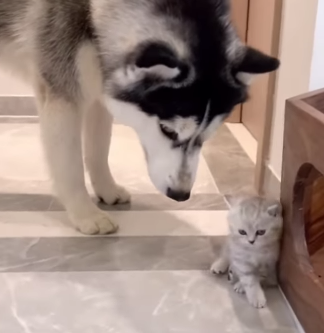 Husky Earns Best Friend Status With Tiny Kitten