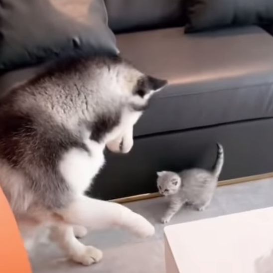 Husky Earns Best Friend Status With Tiny Kitten