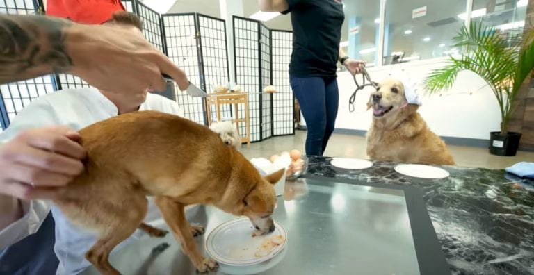 Man opens unique restaurant for homeless pets