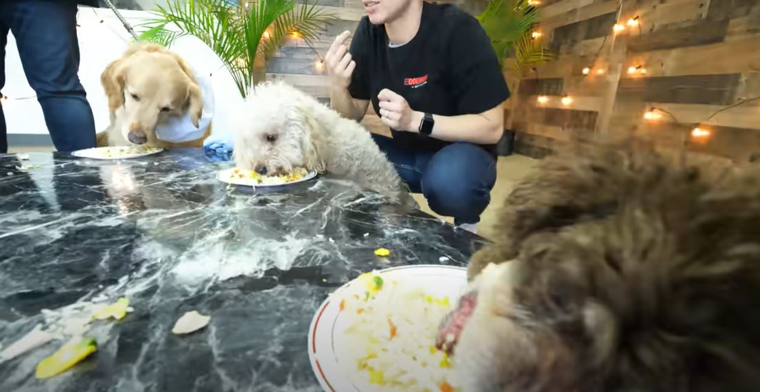 Man opens unique restaurant for homeless pets