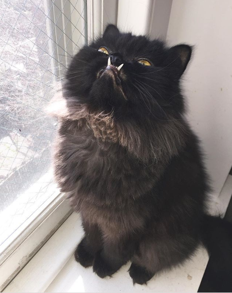 41 Funny Cats Not In The Mood To Be Messed With