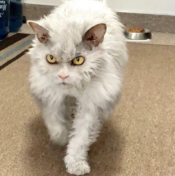 41 Funny Cats Not In The Mood To Be Messed With