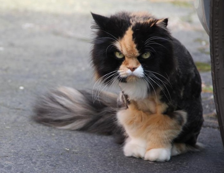 41 Funny Cats Not In The Mood To Be Messed With