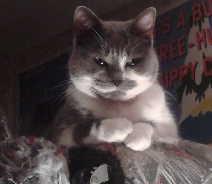 41 Funny Cats Not In The Mood To Be Messed With