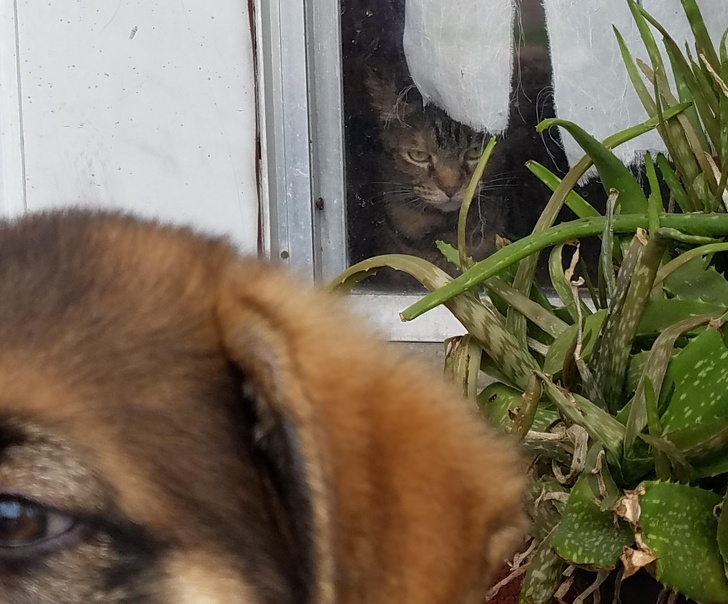 41 Funny Cats Not In The Mood To Be Messed With