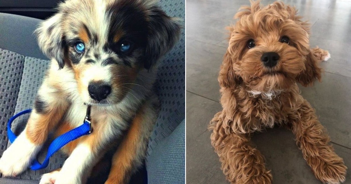 35 of the most adorable dog cross-breeds