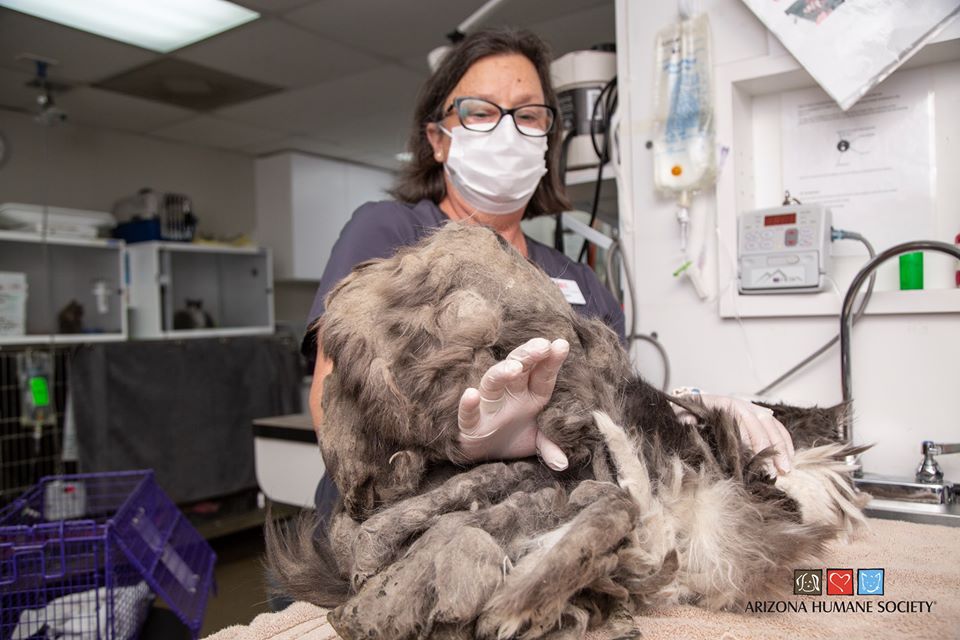The cutest cat is revealed after emergency haircut from rescuer